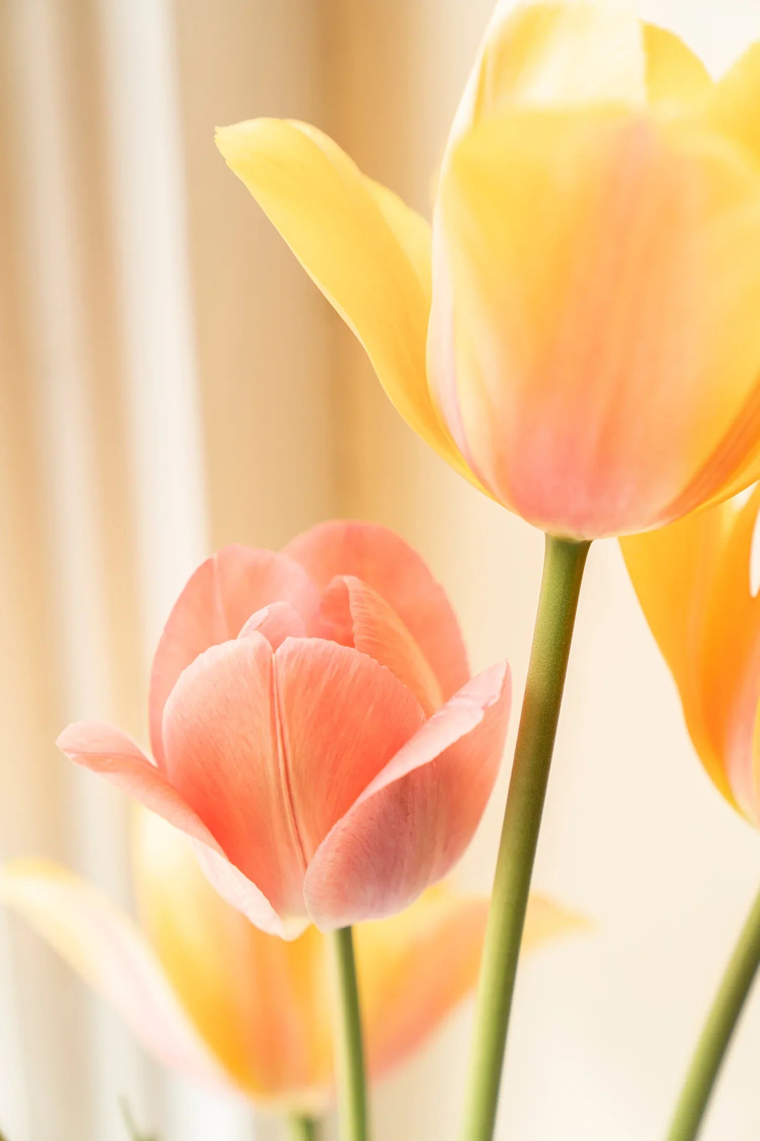 Birthday – Town & Country Gardens Inc